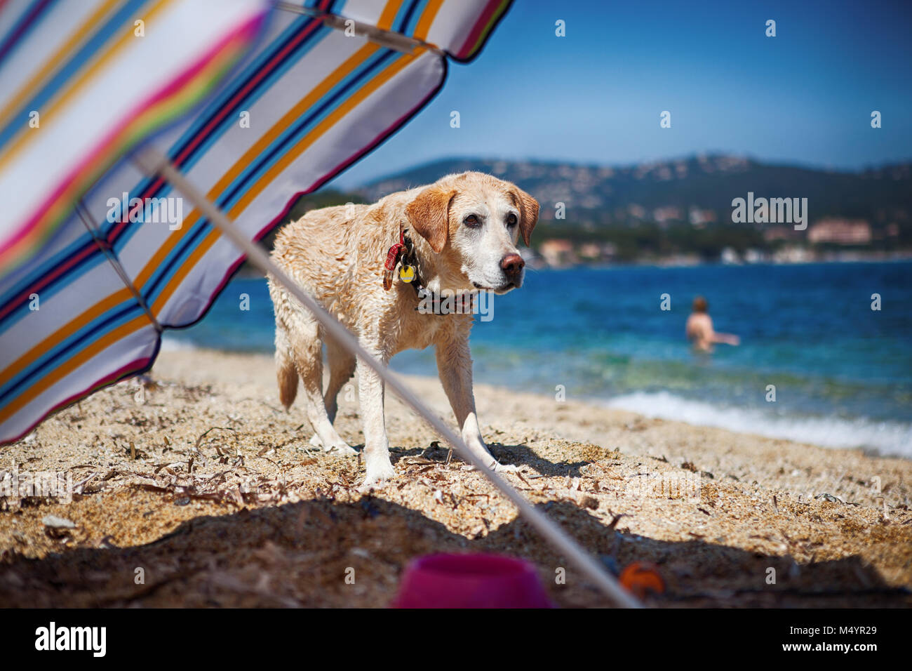 labrador at the beach Stock Photo - Alamy