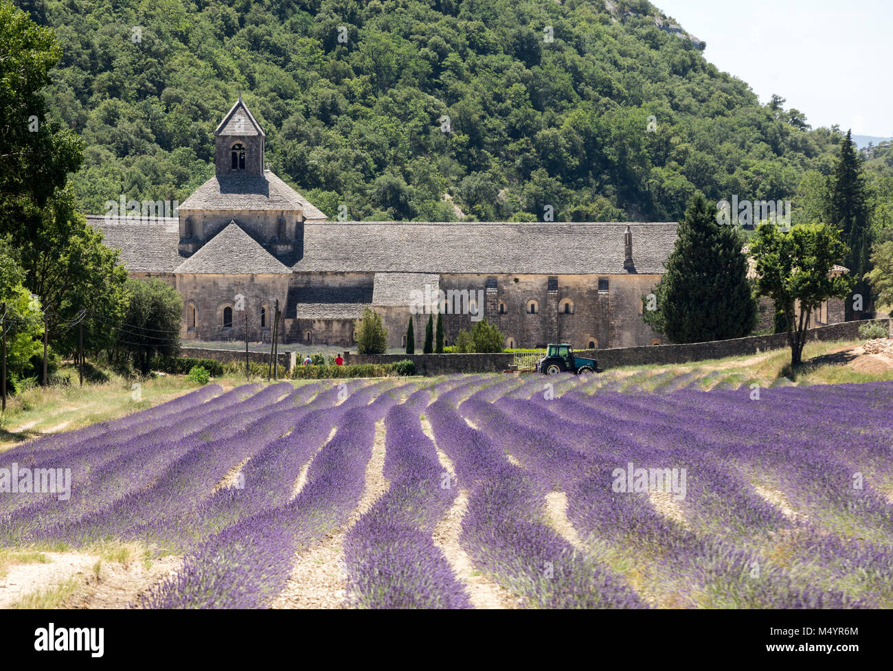 Senanque Abbey or Abbaye Notre-Dame de Senanque with lavender field in ...