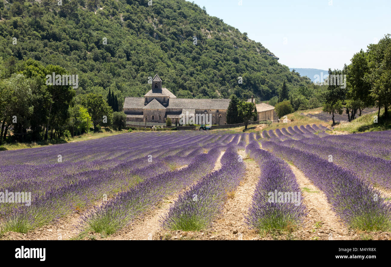 Senanque Abbey or Abbaye Notre-Dame de Senanque with lavender field in ...