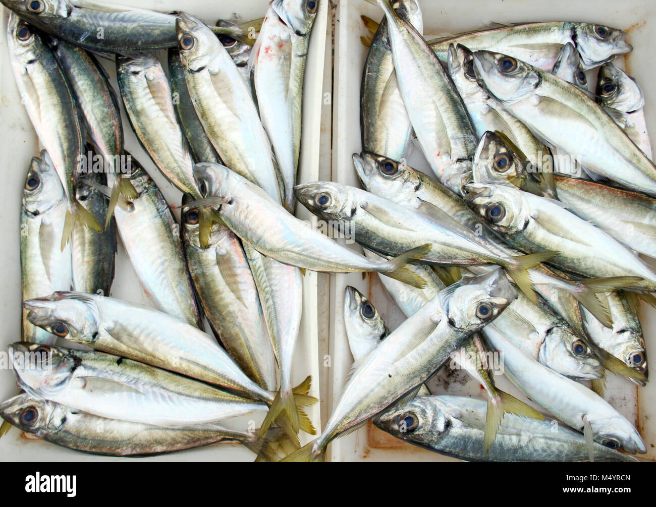 Group of silver fish in a tank in an open air street food fish market ...