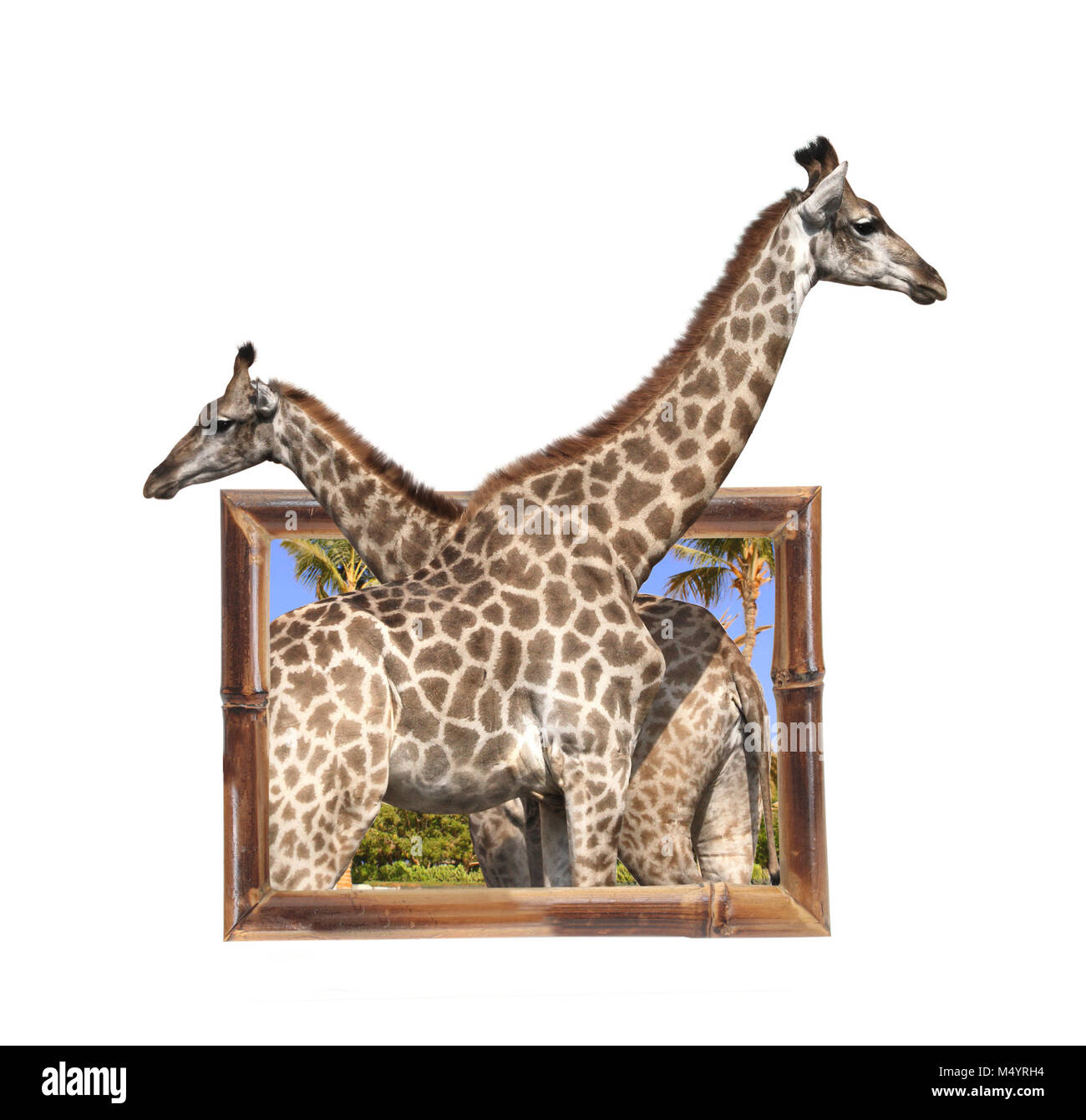 Two giraffes in bamboo frame with 3d effect. Isolated on white ...