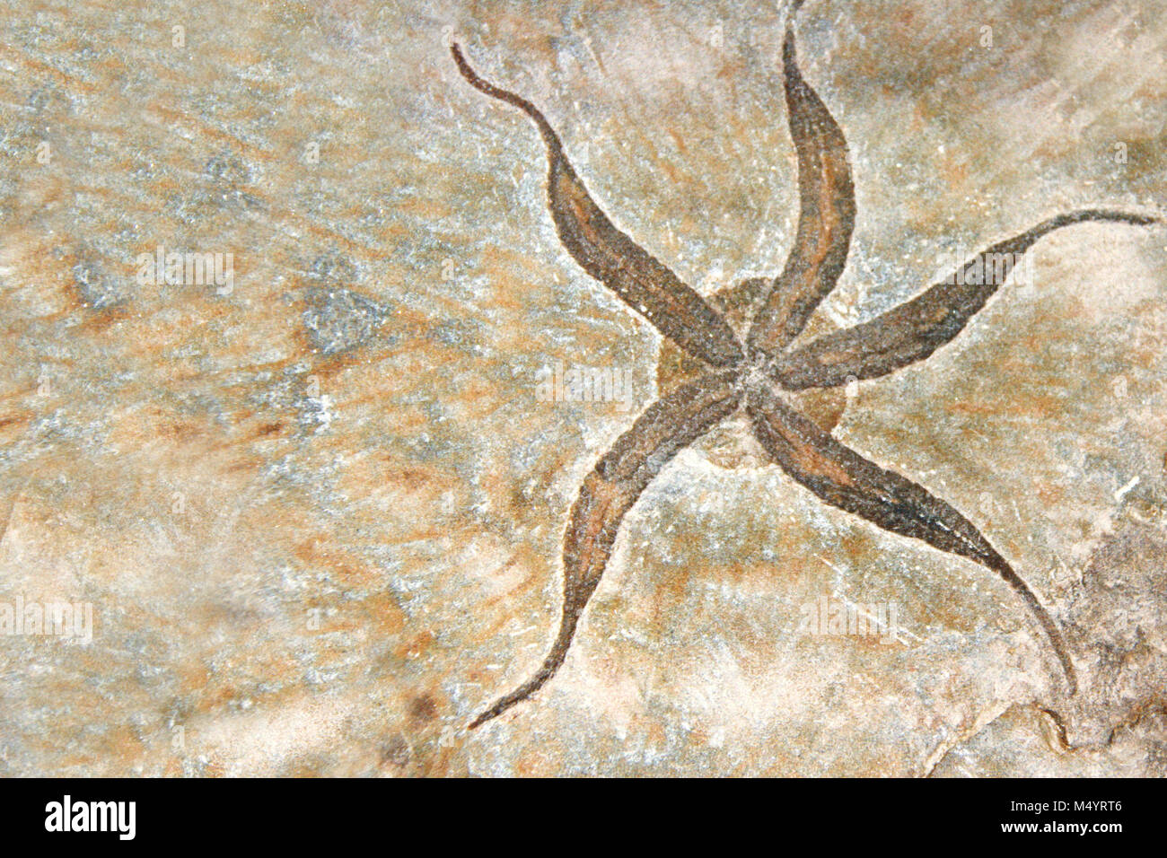 Petrified fossil starfish in stone on brown color Stock Photo - Alamy