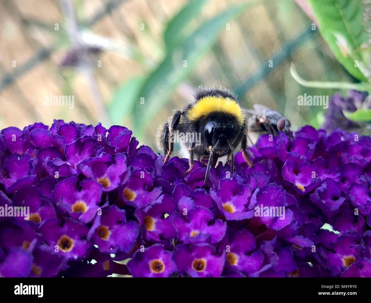bumblebee sitting on a purple flower Stock Photo - Alamy