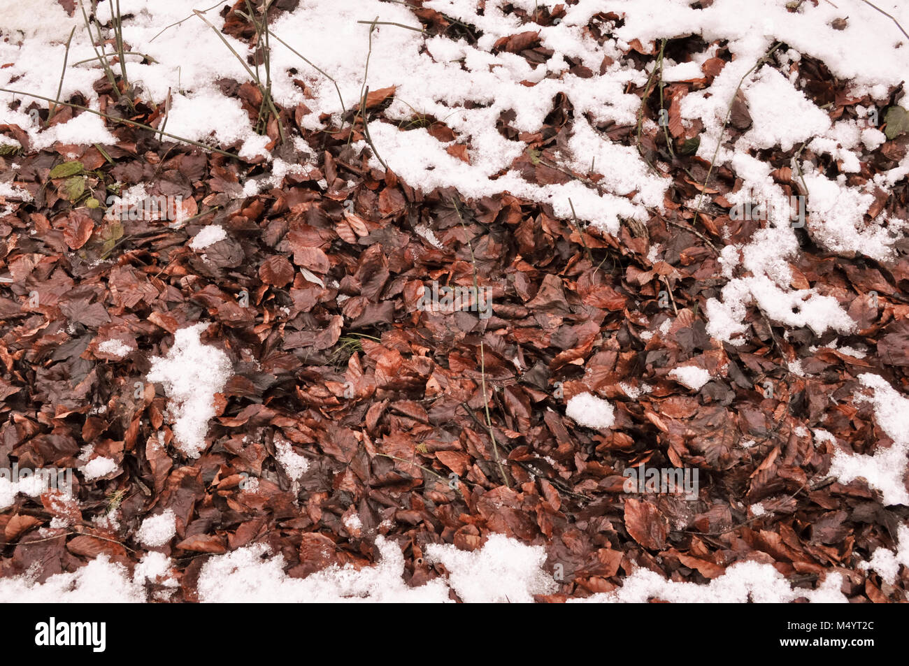 Winter rocks forest background texture Stock Photo - Alamy
