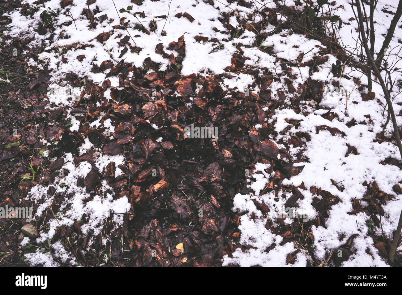Winter rocks forest background texture Stock Photo - Alamy