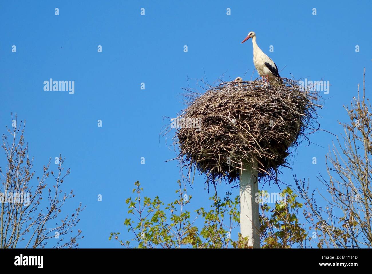 stork nest with mother stork and young bird Stock Photo - Alamy
