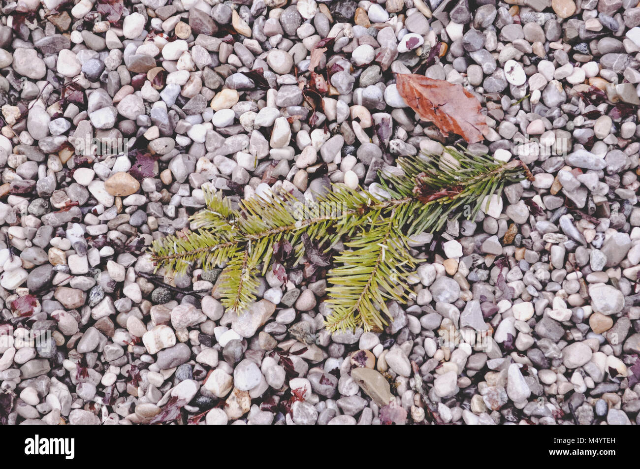 Winter rocks forest background texture Stock Photo - Alamy