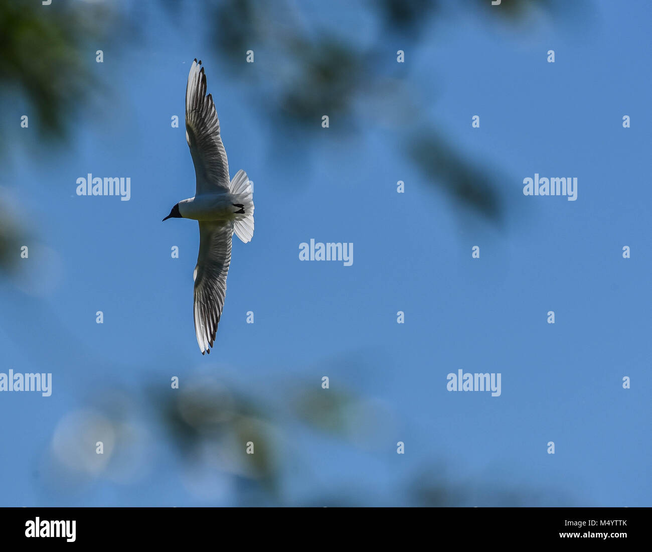 Black wing tipped bird hi-res stock photography and images - Alamy