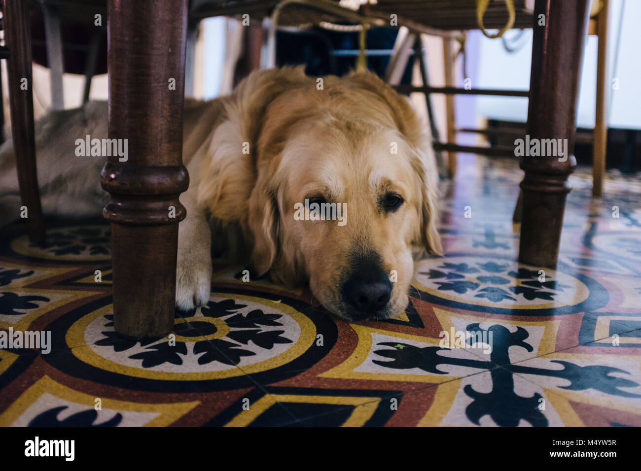 golden retriever lying under the kitchen table looks in the camera ...