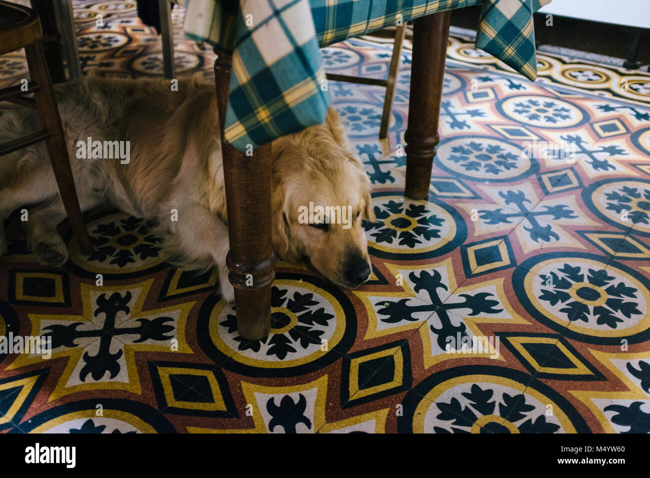 golden retriever lying under the kitchen table looks in the camera ...