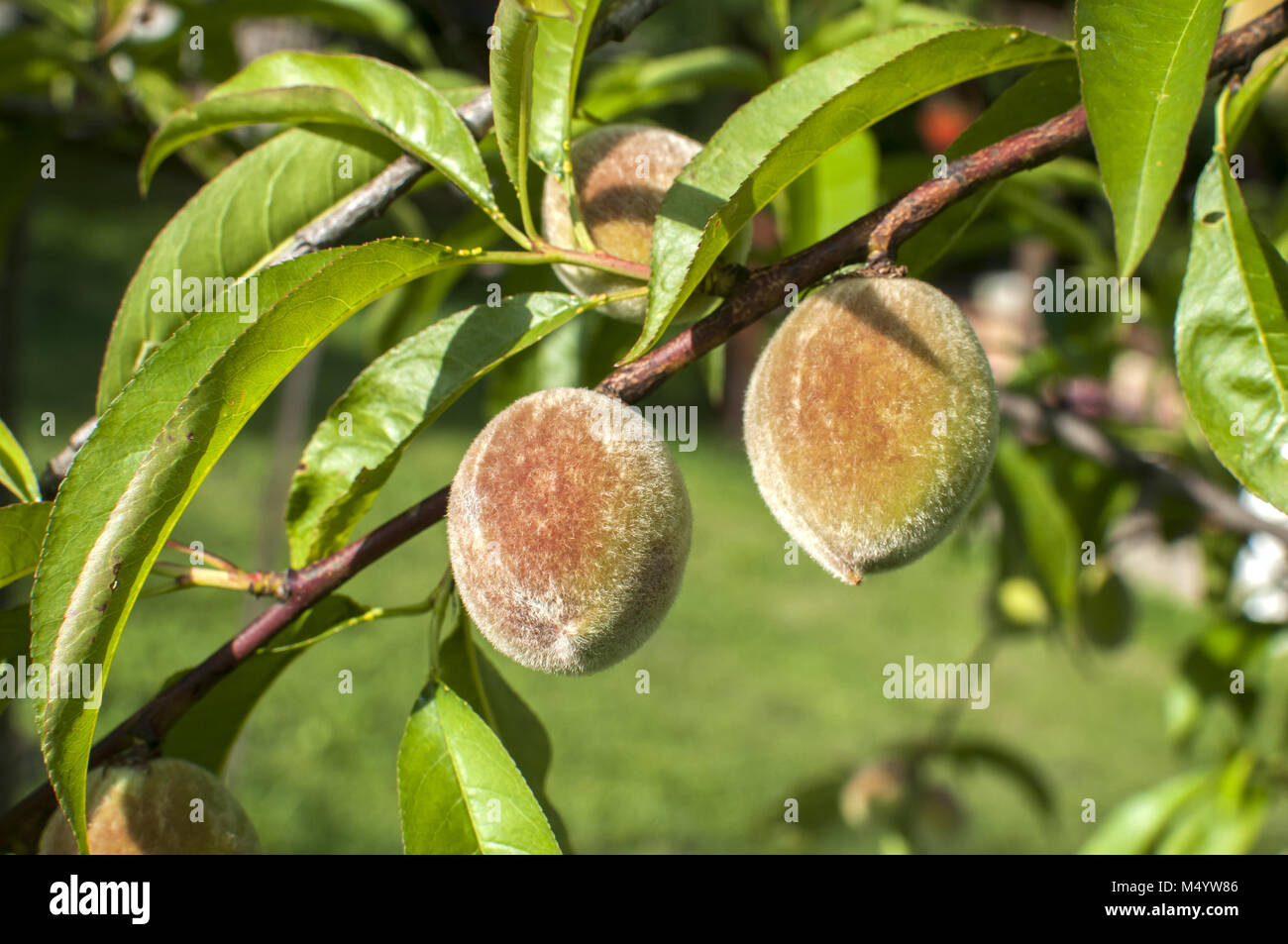 Peach growing on tree hi-res stock photography and images - Alamy