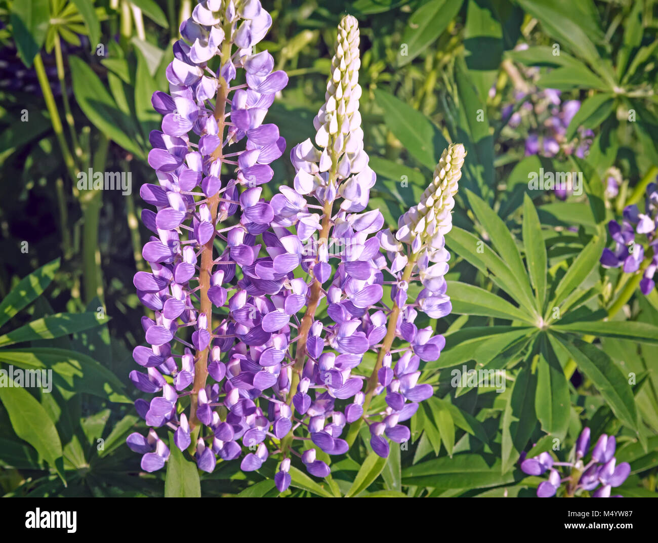 Flowering field on background hi-res stock photography and images - Alamy