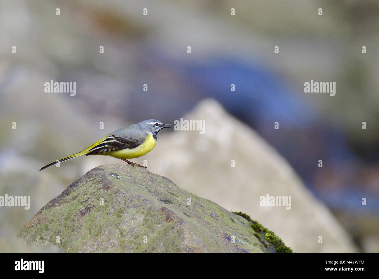 Grey wagtail nature hi-res stock photography and images - Alamy