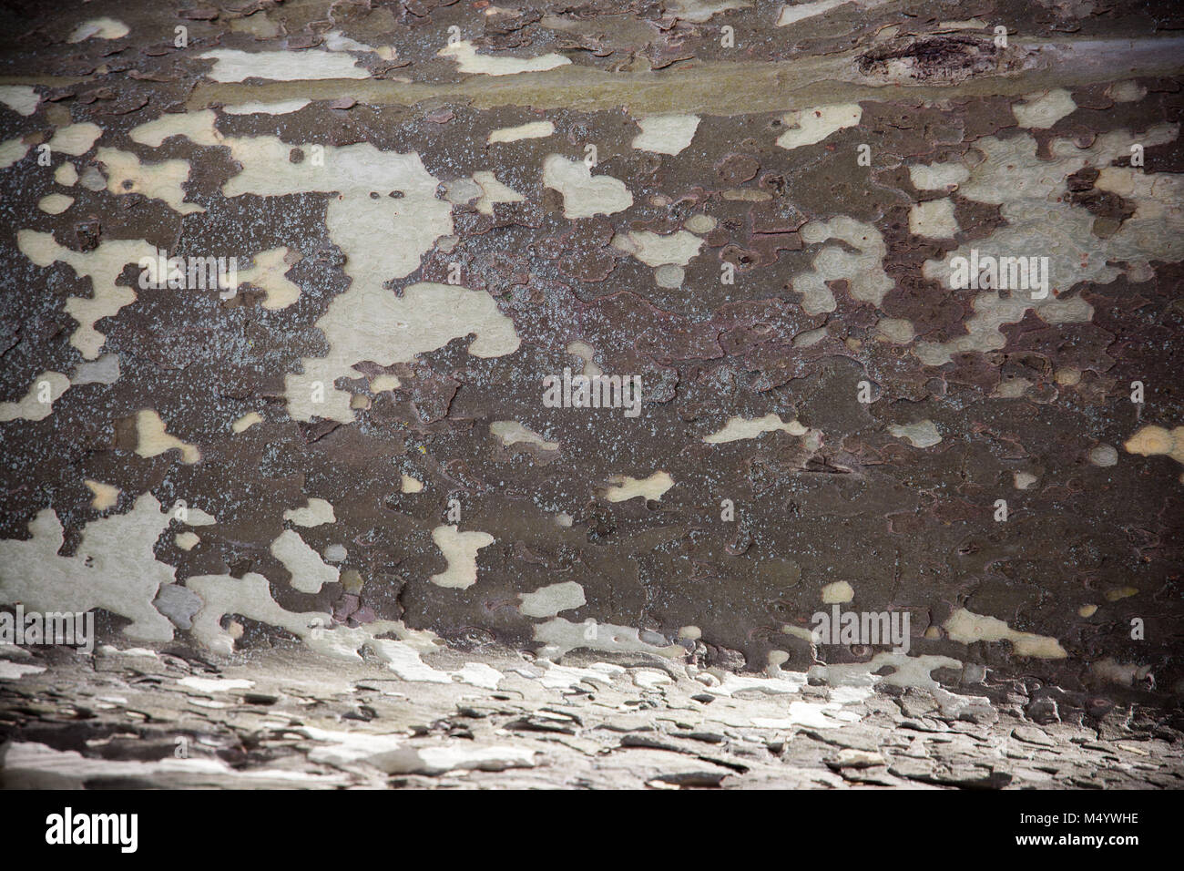 natural texture background birch bark, prepared for use: paintings, to ...