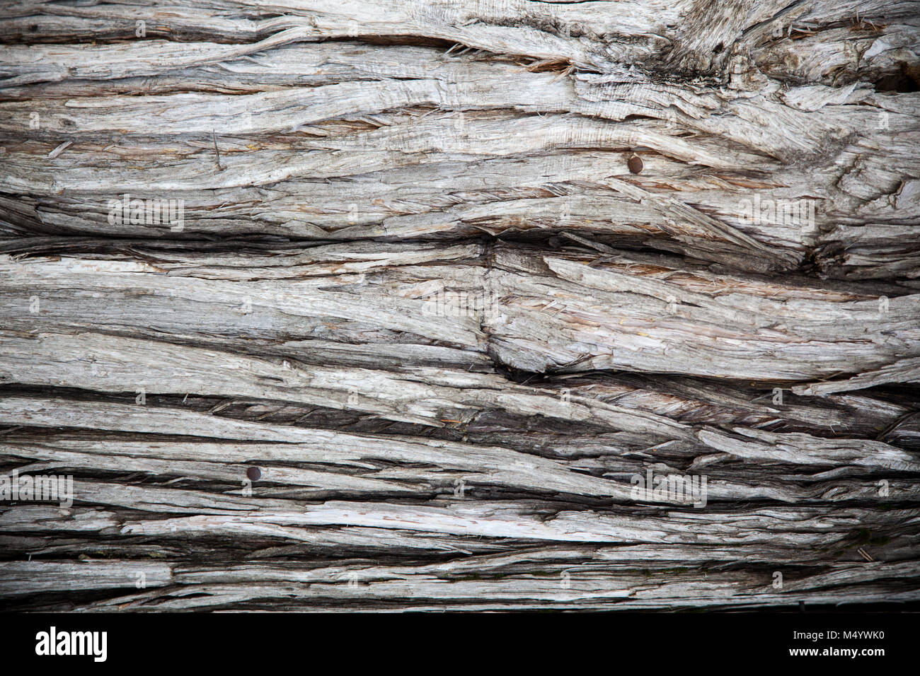 Old Wood Tree Texture Background Pattern,copy space for your text ...