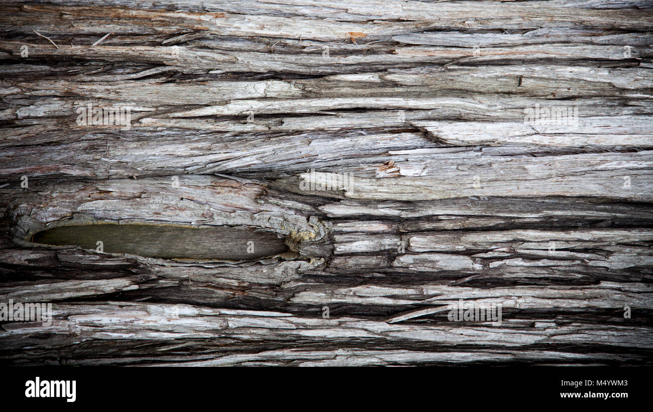 Old Wood Tree Texture Background Pattern,copy space for your text ...