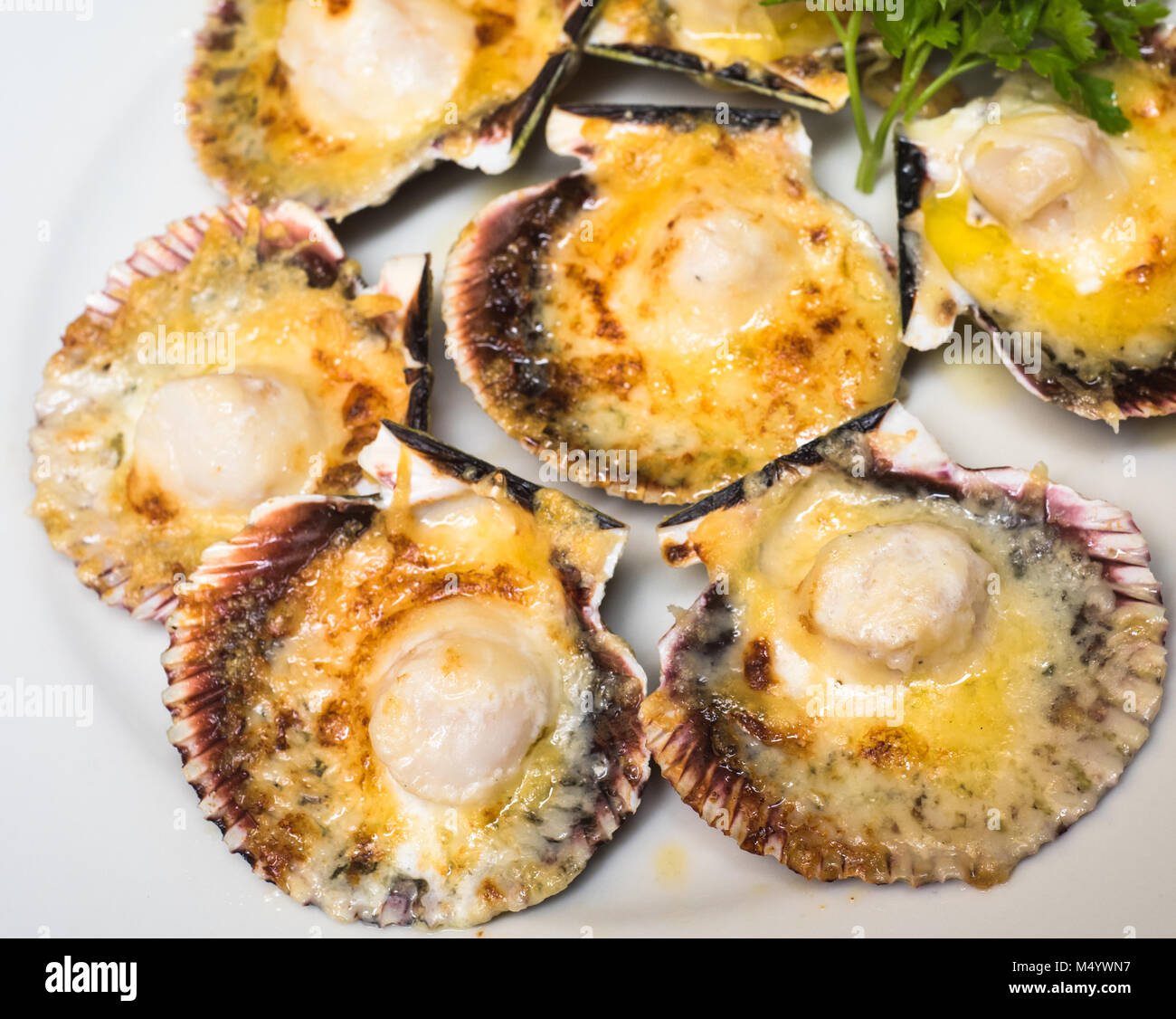 Italian Baked Scallop Gratin High Resolution Stock Photography and ...