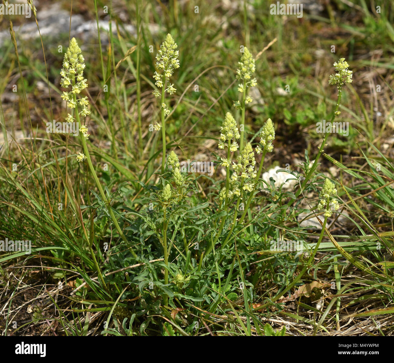Mignonette flower hi-res stock photography and images - Alamy