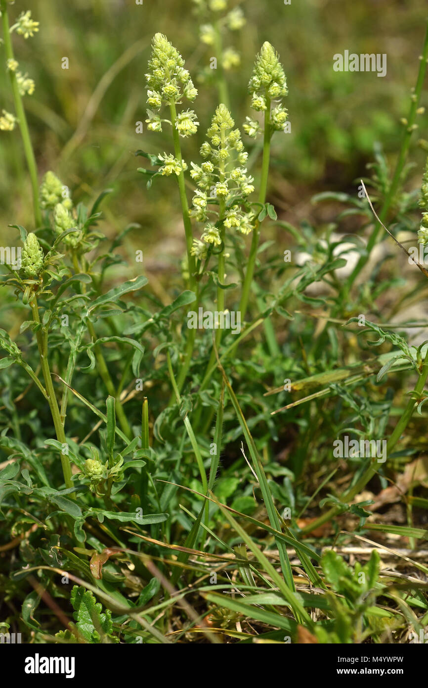 Mignonette flower hi-res stock photography and images - Alamy