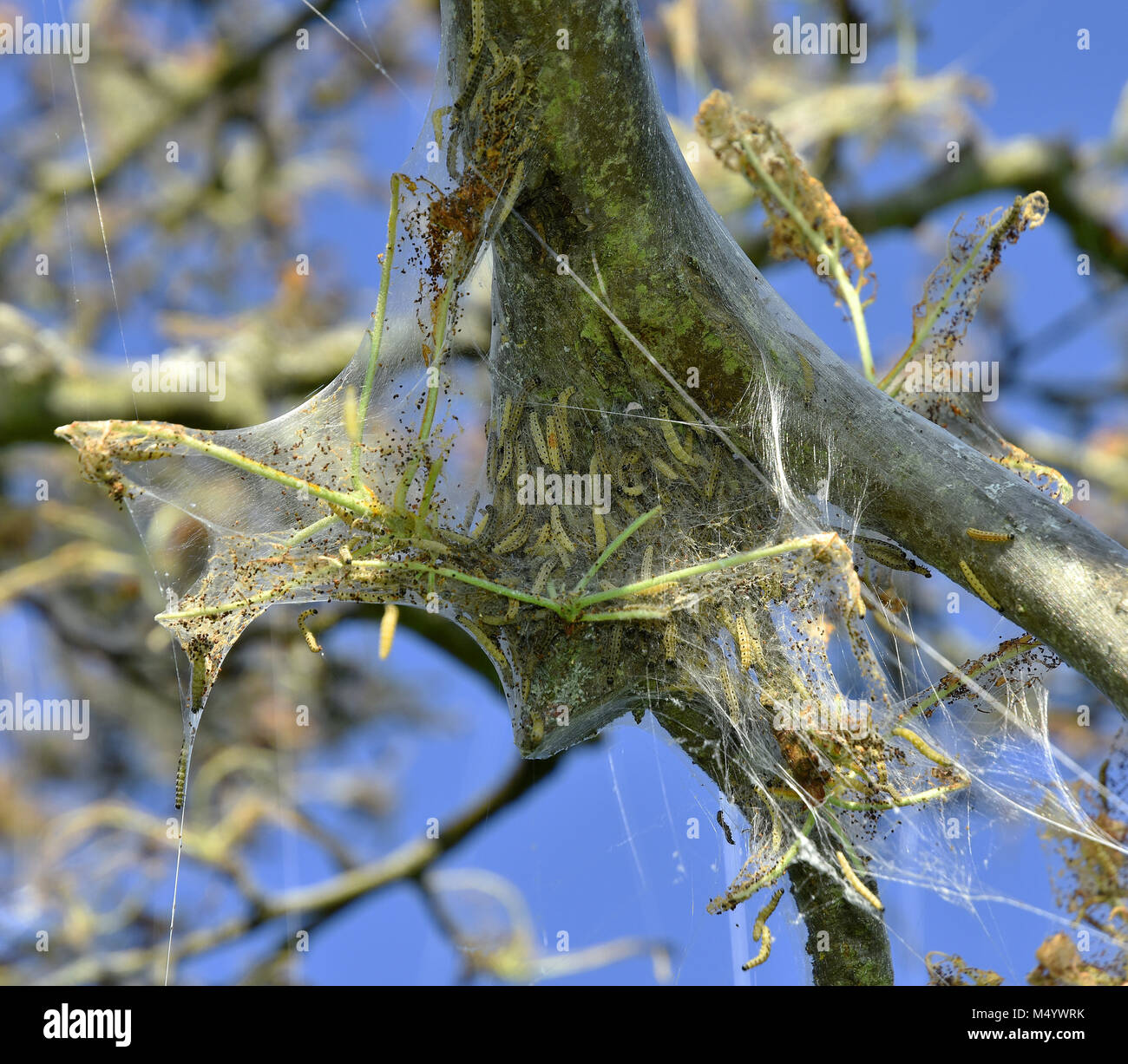 Gossamer moths hi-res stock photography and images - Alamy
