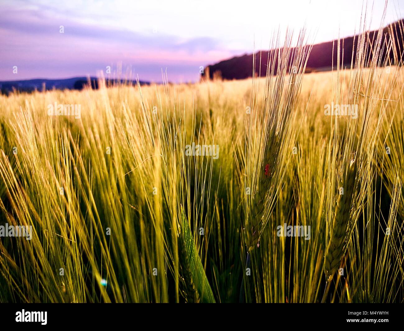 corn field at sunset with a colorful pink sky and hills in the ...