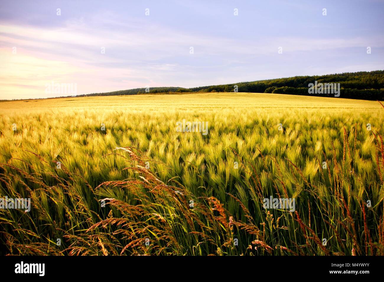 corn field at sunset with a colorful pink sky and hills in the ...