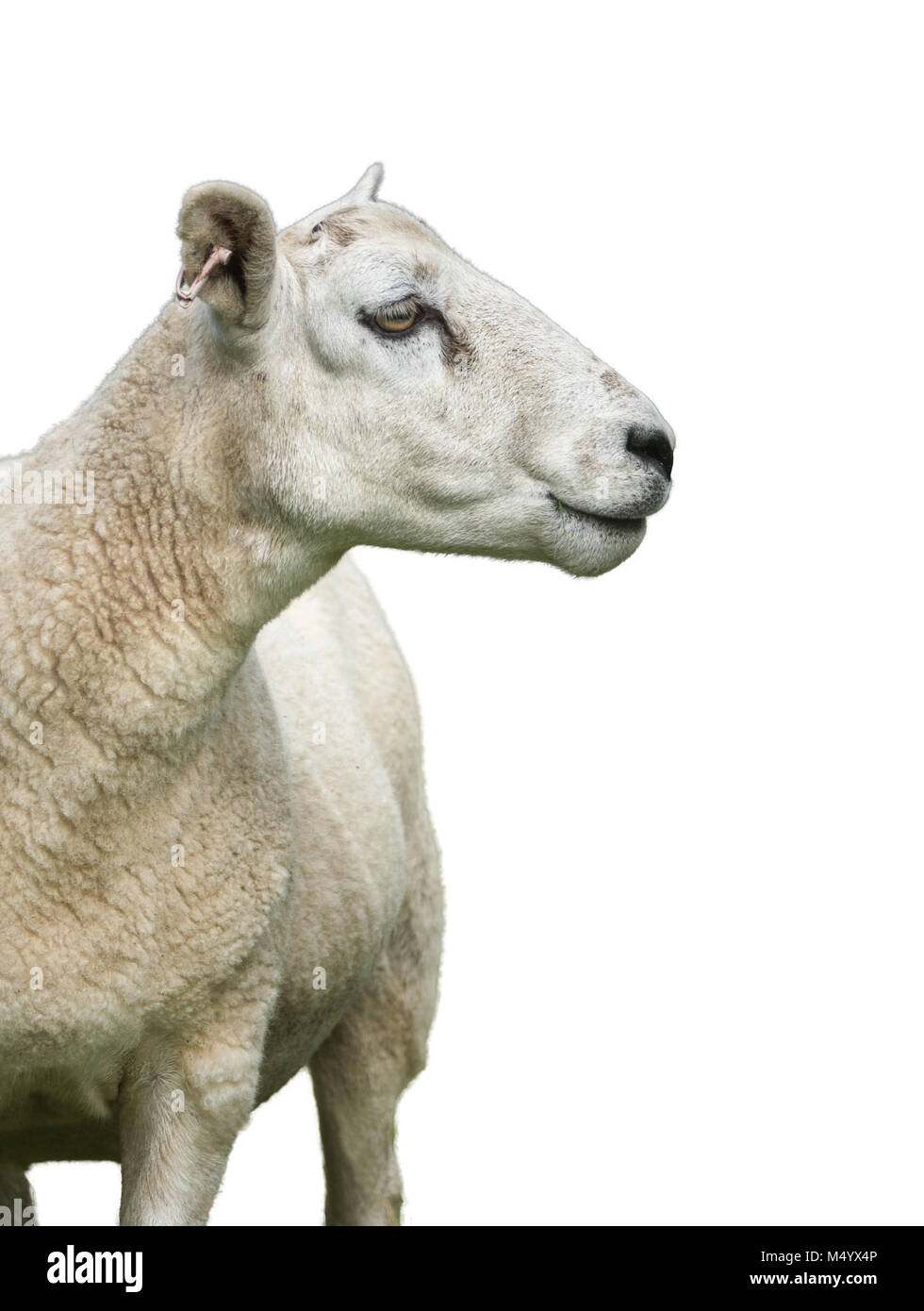 Sheep on white background hi-res stock photography and images - Alamy