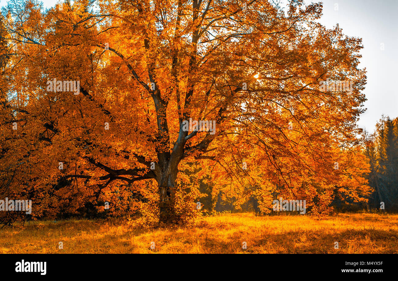 Autunm tree in the park, perfect fall scenery Stock Photo - Alamy
