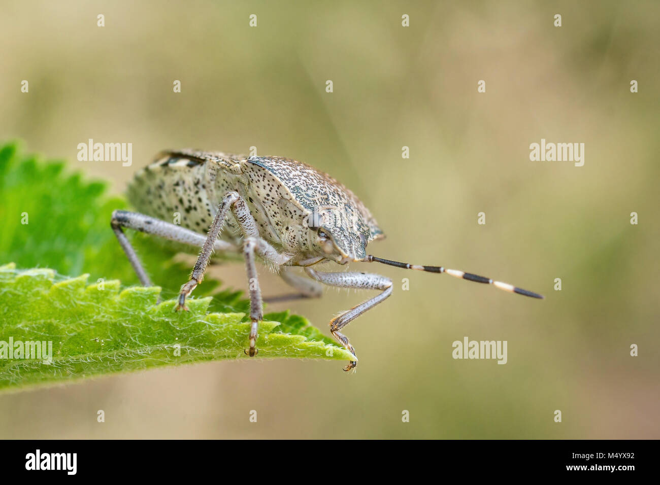 Bug Pet High Resolution Stock Photography and Images - Alamy