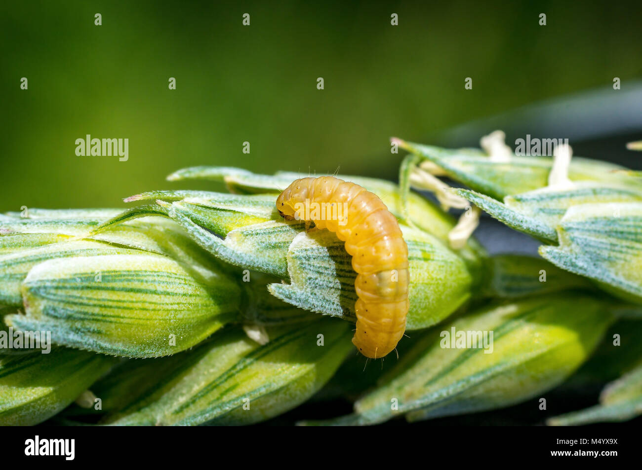 Super worm hi-res stock photography and images - Alamy