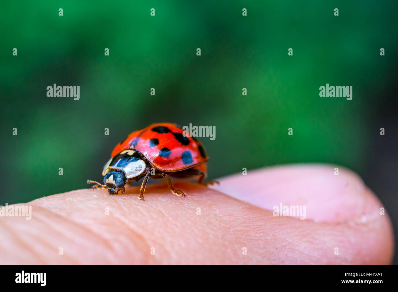 Super bug hi-res stock photography and images - Alamy