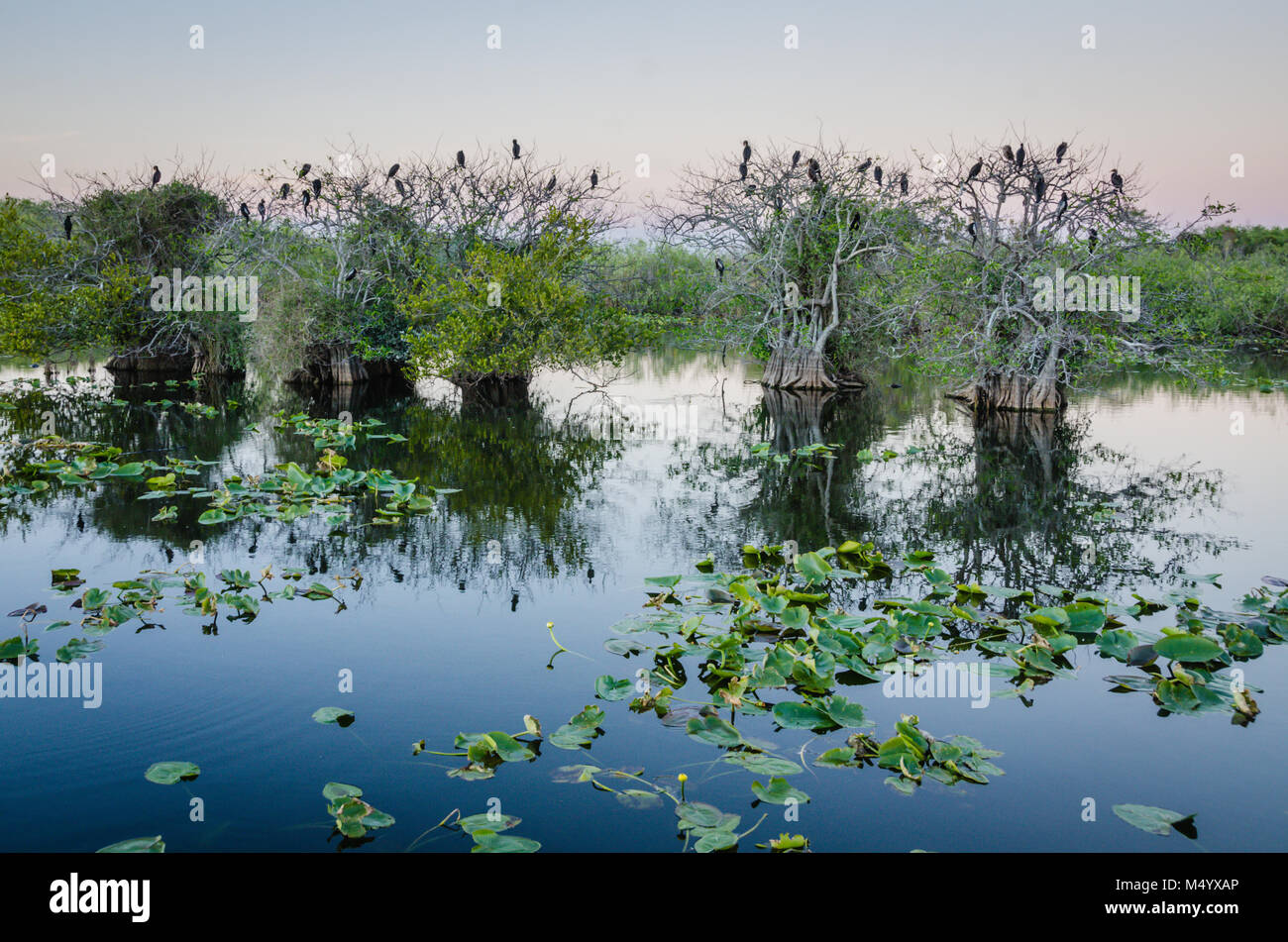 Anhinga birds roosting on trees at Taylor Slough in Everglades National ...