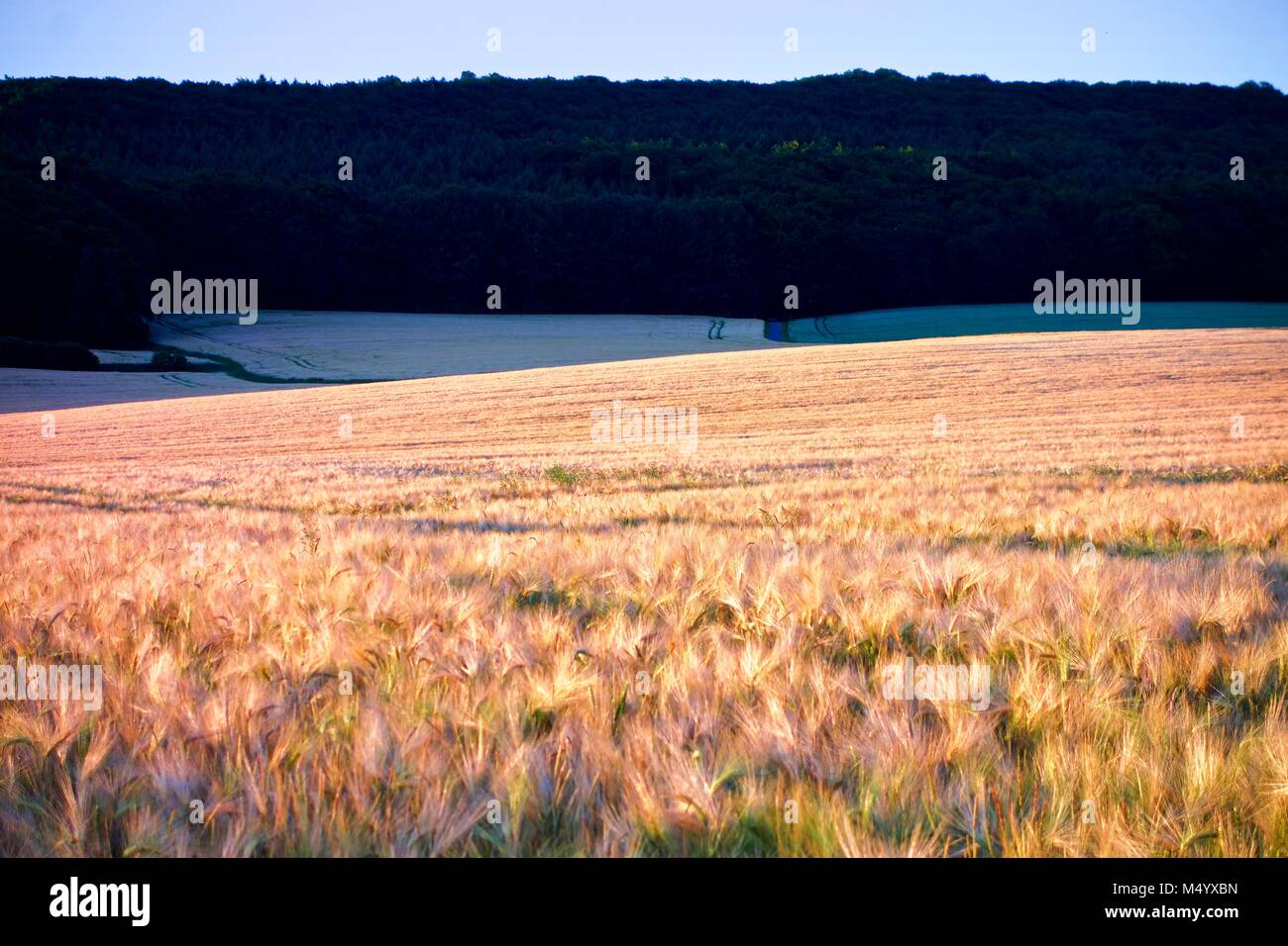 corn field at sunset with a colorful pink sky and hills in the ...