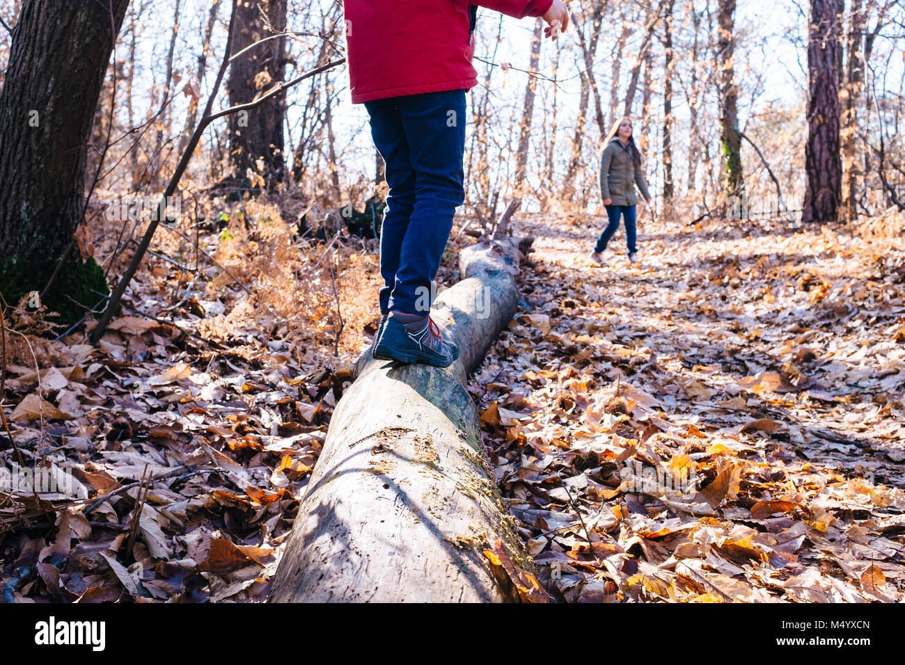 children in the woods walk over a trunk in the background the trees in ...