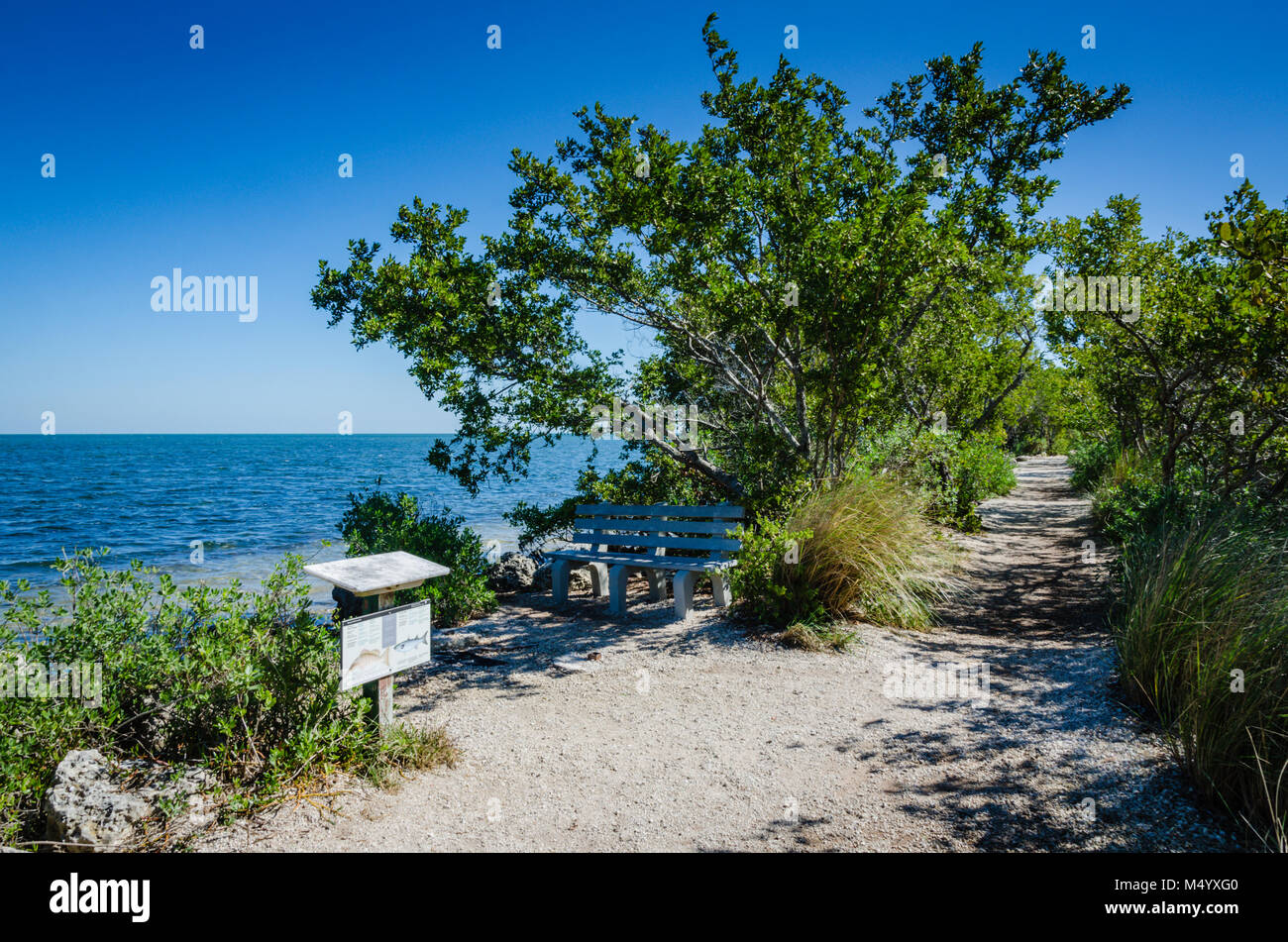 Shoreline mangrove forest path at Biscayne National Park in the ...