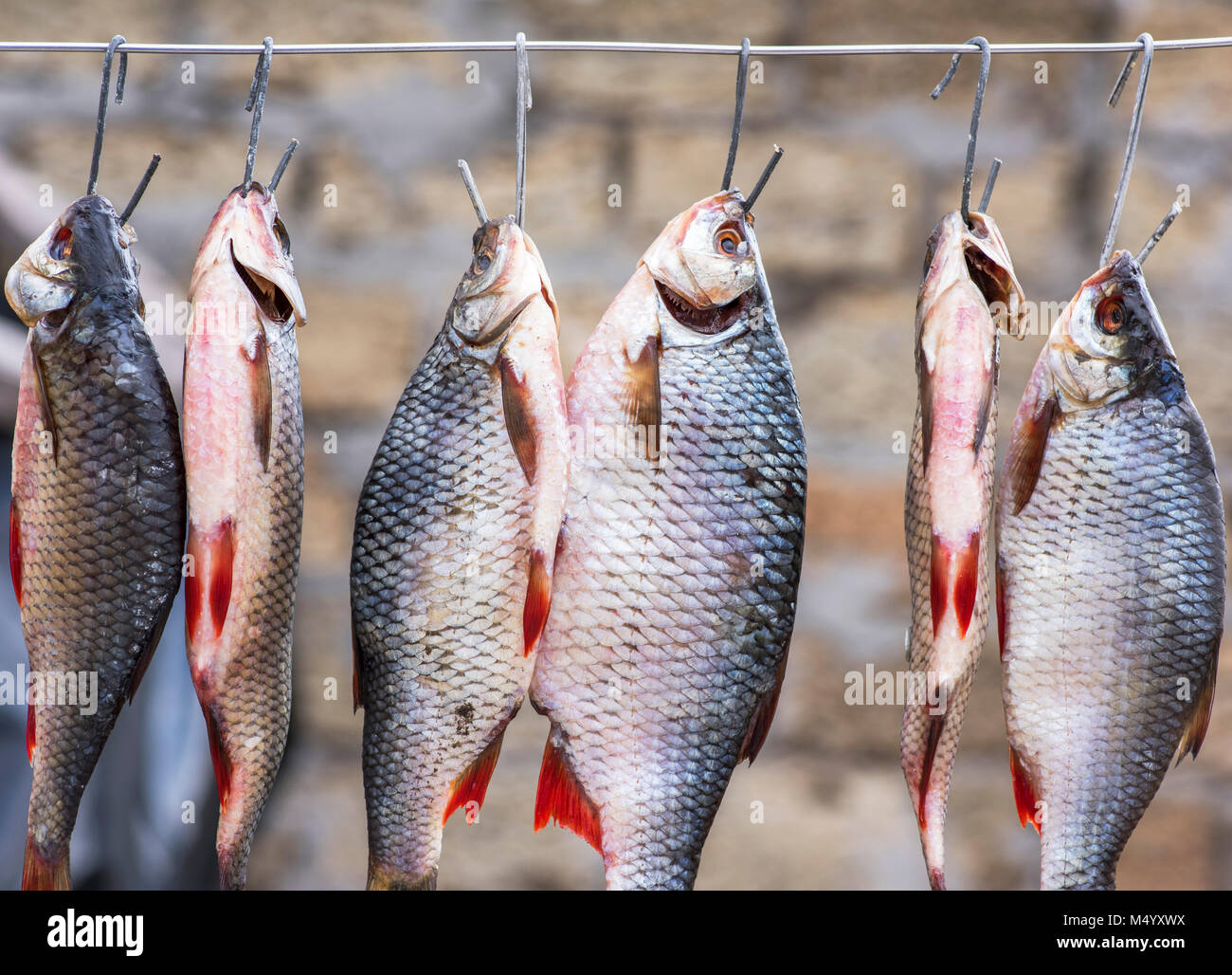 Salted fish ram is hanging on wire and dried outdoors, close up Stock ...