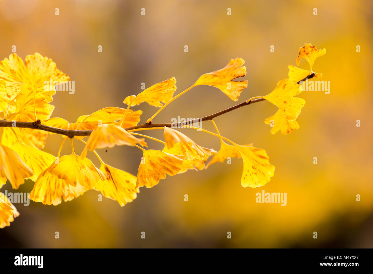 Ginkgo trees Autumn Stock Photo - Alamy