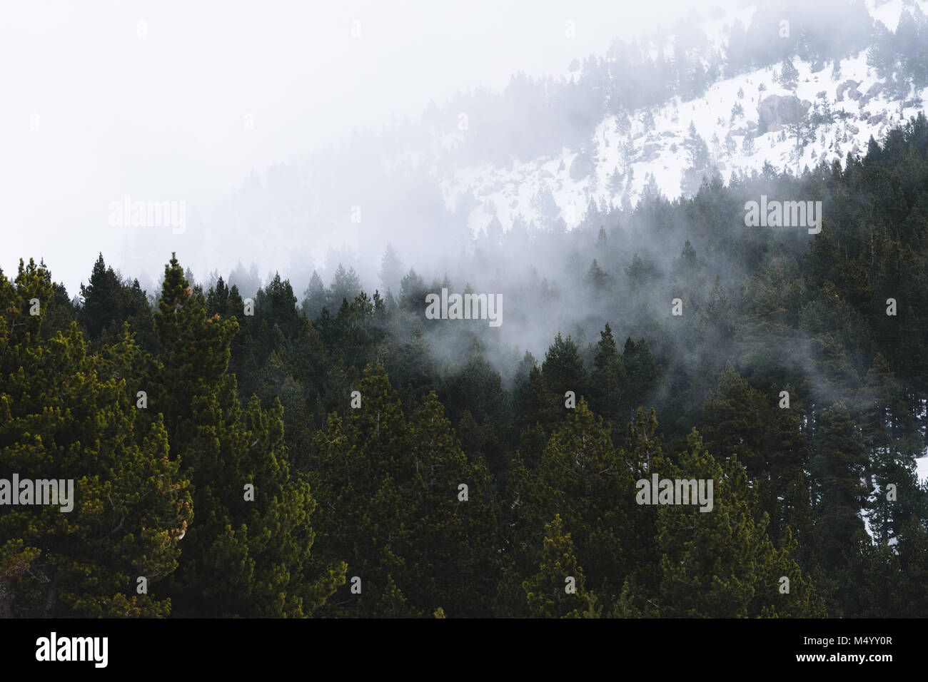 Mist covering pine trees on a snowy mountain landscape Stock Photo - Alamy
