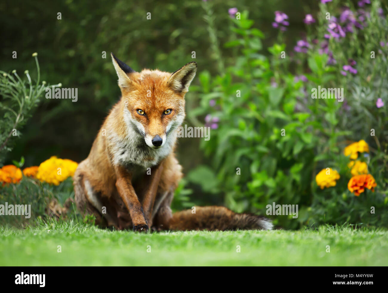 Close-up of a Red fox standing in the garden with flowers, summer in UK ...
