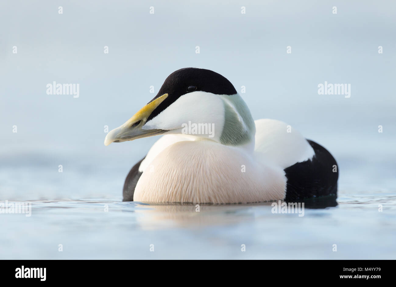 Somateria mollissima feather hi-res stock photography and images - Alamy