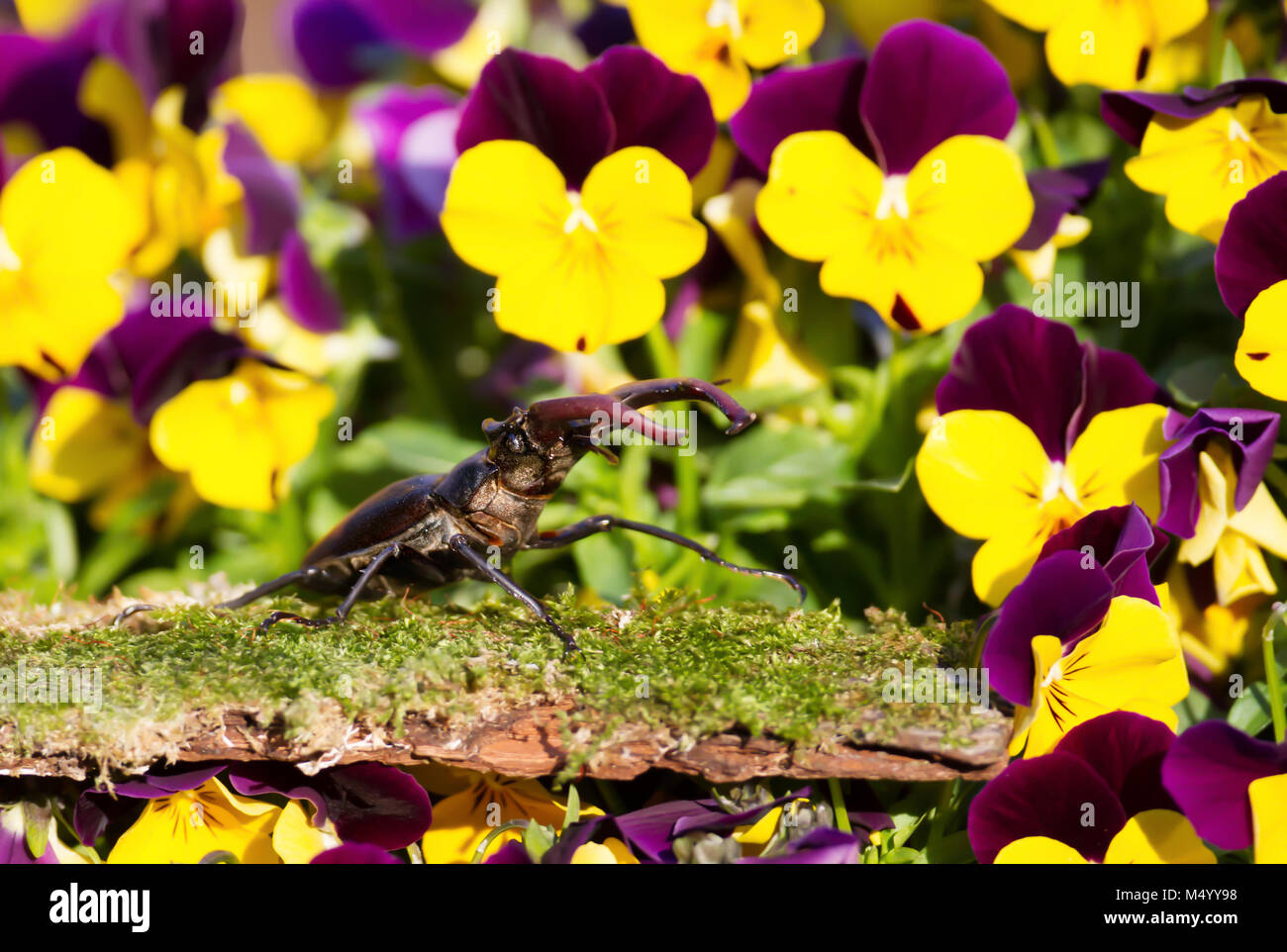 Stag beetle uk hi-res stock photography and images - Alamy