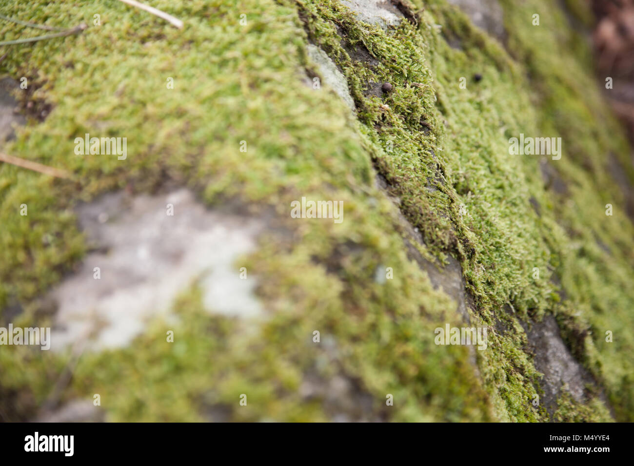 Mosses illustration hi-res stock photography and images - Alamy