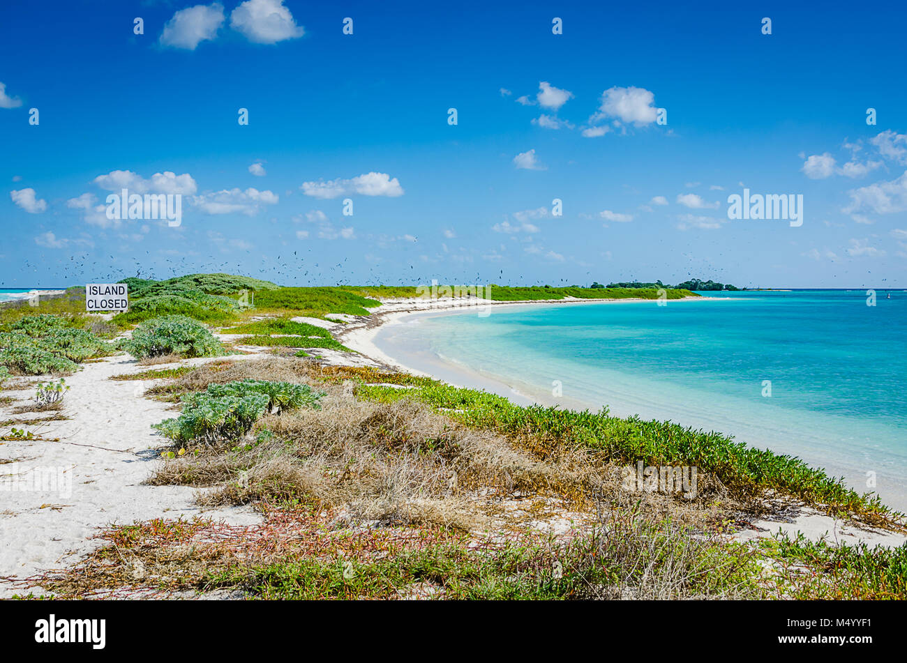 Sooty tern and florida hi-res stock photography and images - Alamy