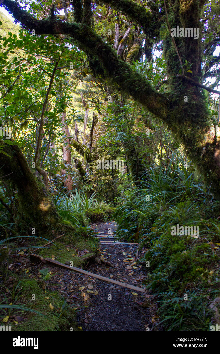 Enchanted trails hi-res stock photography and images - Alamy