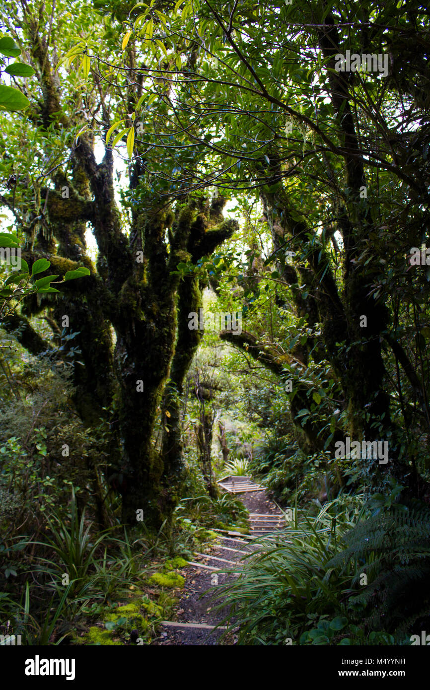 Magic path in forest Stock Photo - Alamy