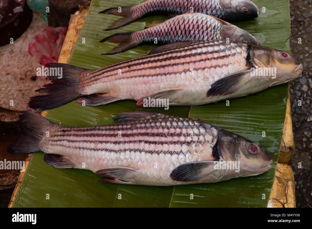 Silver laos fish hi-res stock photography and images - Alamy
