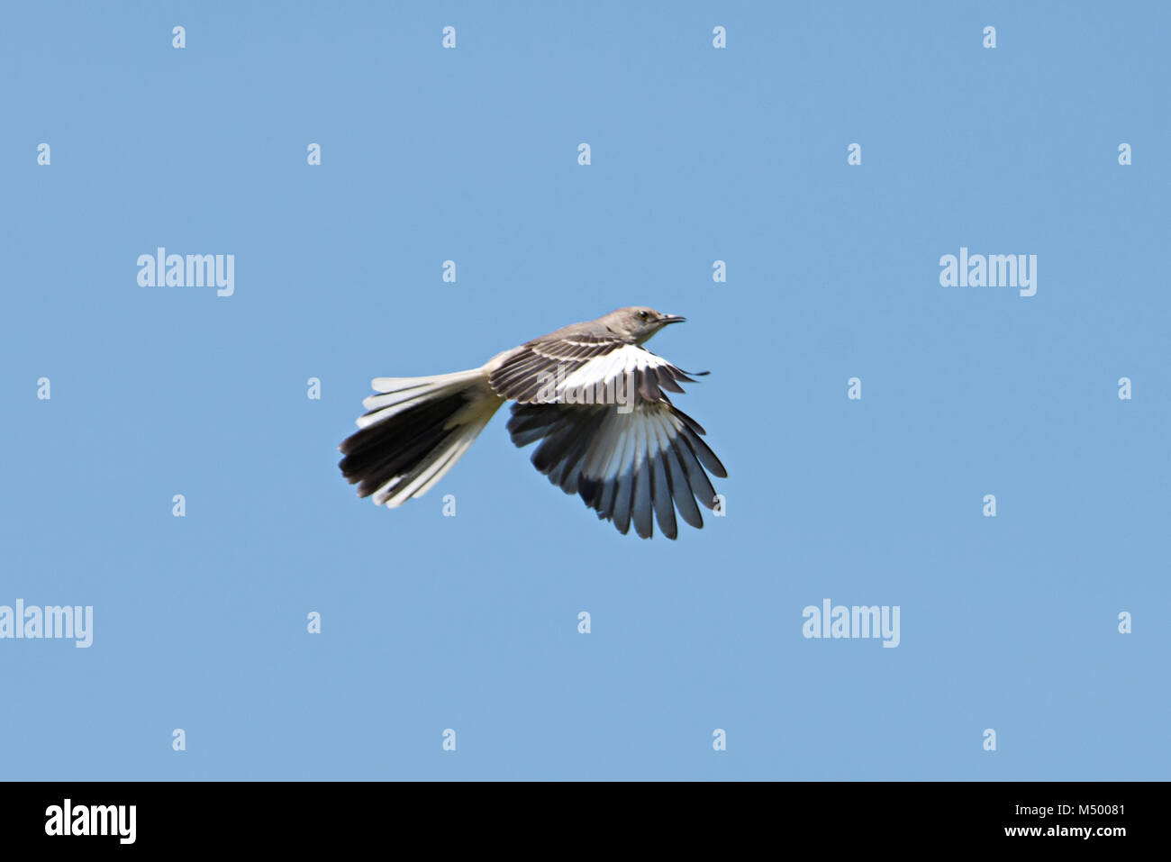 Mockingjay Bird In Real Life