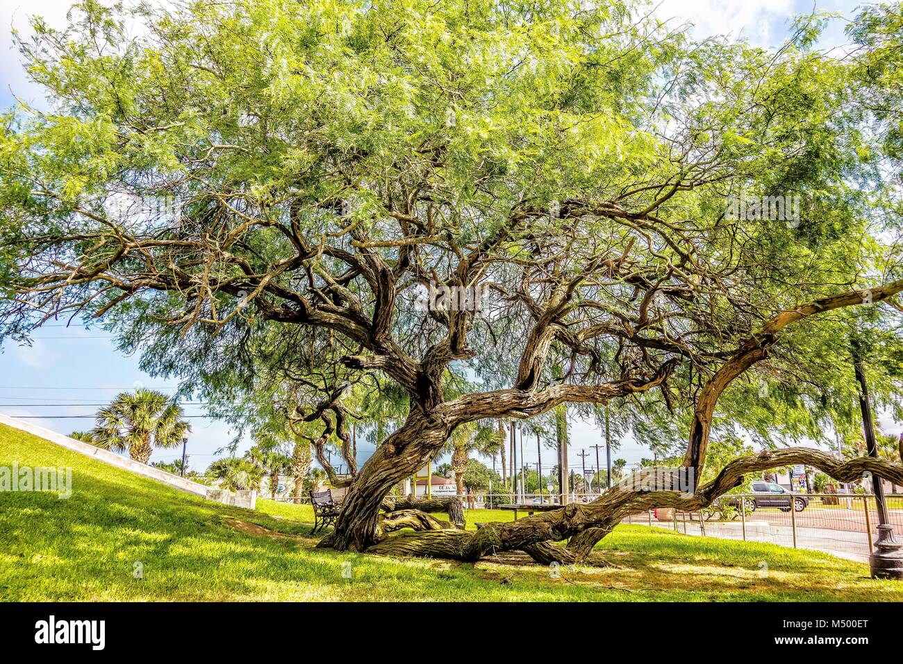 Old crooked trees hi-res stock photography and images - Alamy