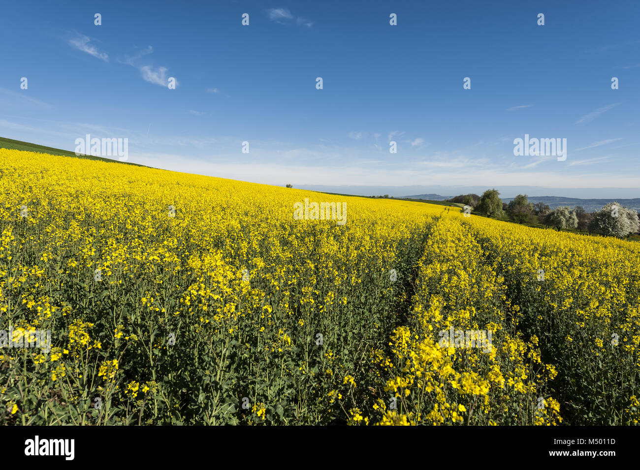 Lucerne plantation hi-res stock photography and images - Alamy