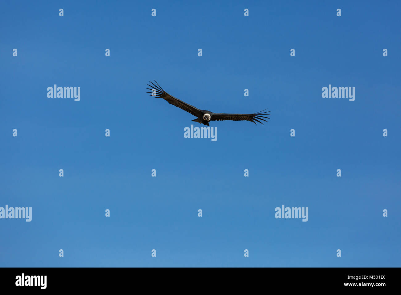 Condor sighting hi-res stock photography and images - Alamy